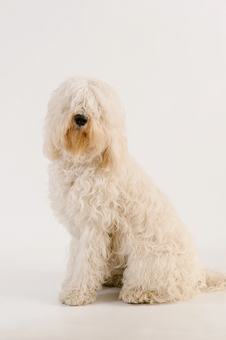 Our Barbet - Ginkgo Barbet - Barbet Breeder - French Water Dogs ...