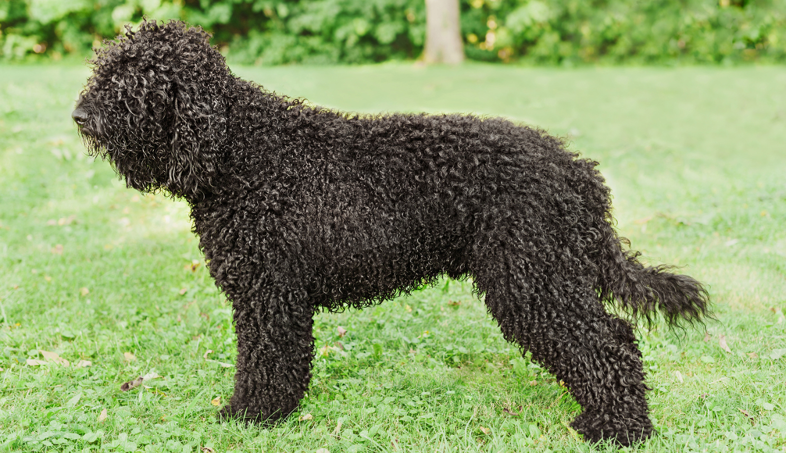 Our Barbet - Ginkgo Barbet - Barbet Breeder - French Water Dogs ...