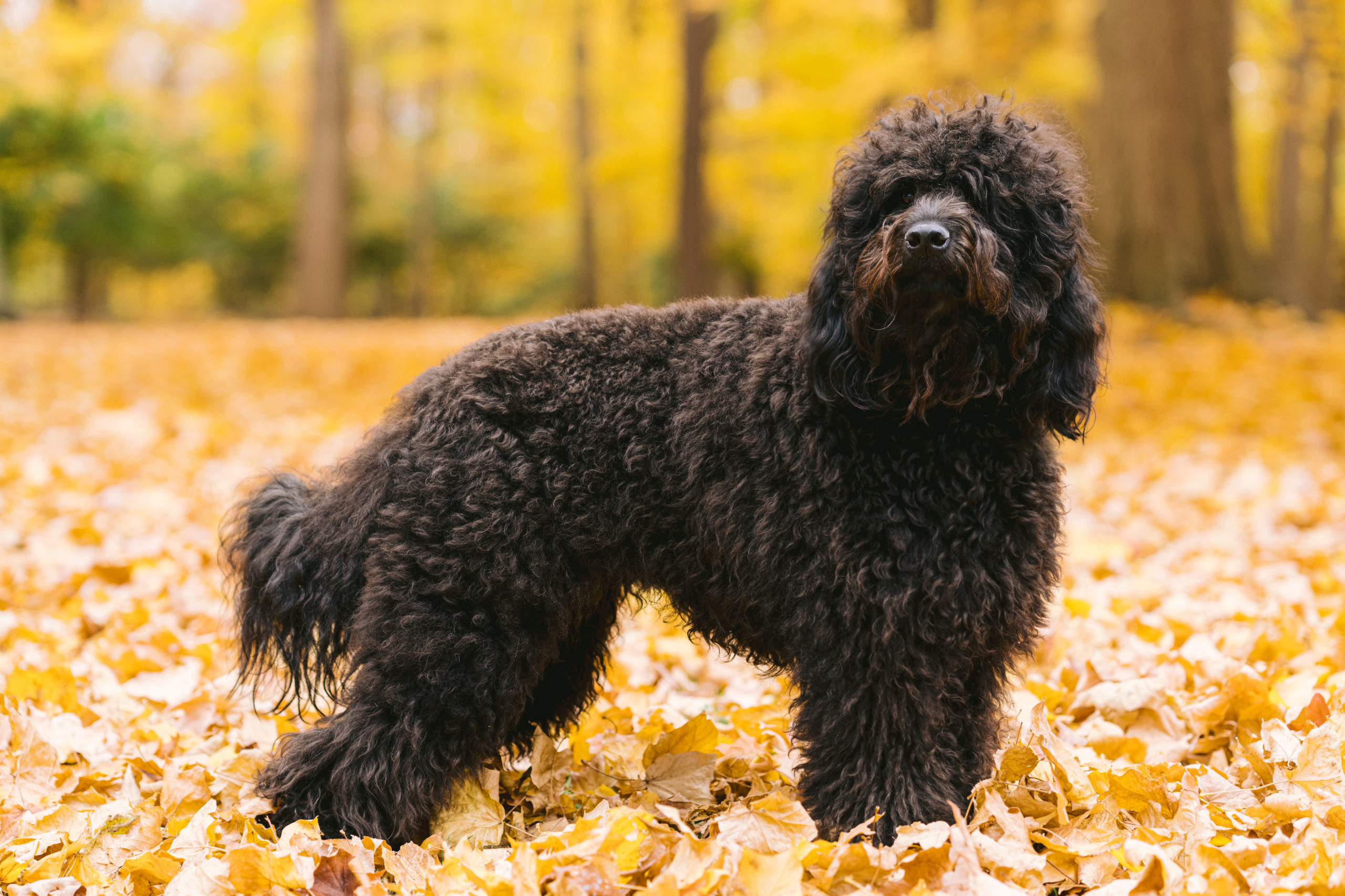 Our Barbet - Ginkgo Barbet - Barbet Breeder - French Water Dogs ...